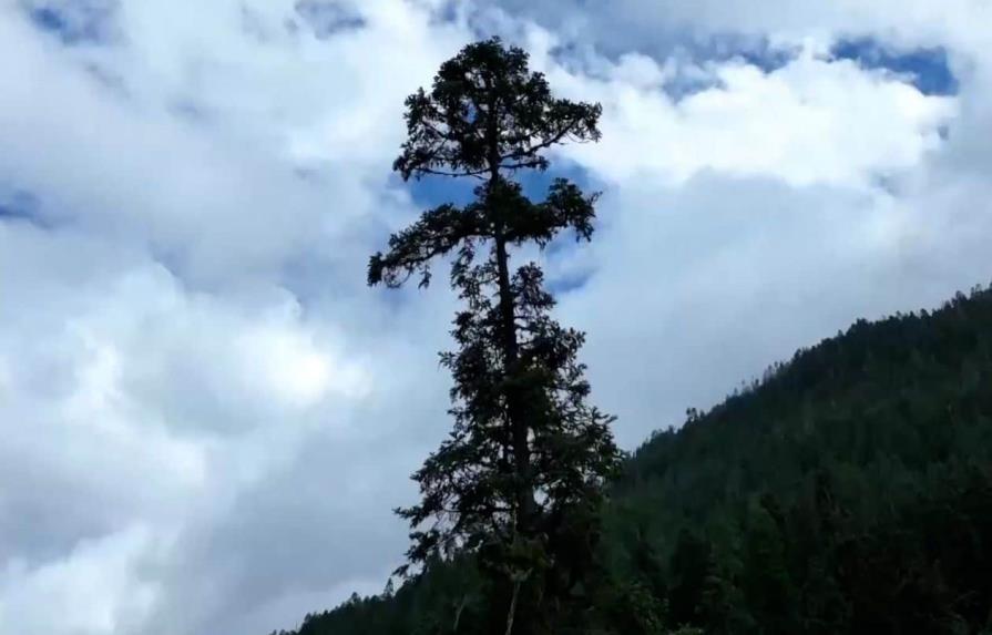 El árbol más alto de China continúa creciendo - Diario Libre