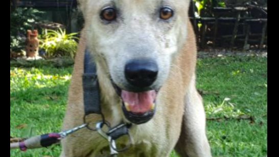 Perro Morgan: Historia de lealtad y esperanza - Diario Libre