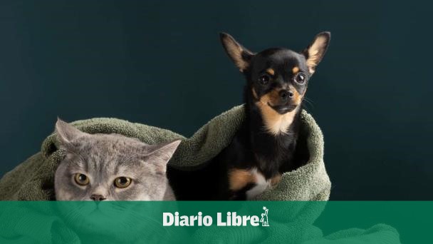 Bajas temperaturas: ¿qué mascotas las toletan mejor? - Diario Libre