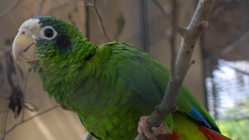 Dictan coerción a dos personas por tráfico de cotorras en Pedernales - Diario Libre