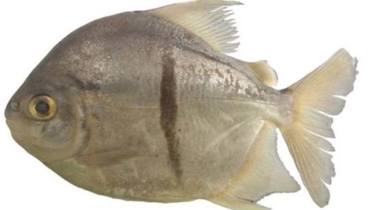 Nueva especie de pez es descubierta en Brasil y nombrada Sauron ...