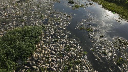 Autoridades encuentran en río de Sao Paolo peces muertos - Diario Libre
