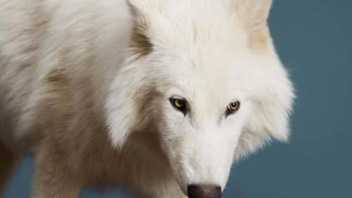 Reviven al lobo huargo de la Casa Stark, extinto hace 13,000 años ...