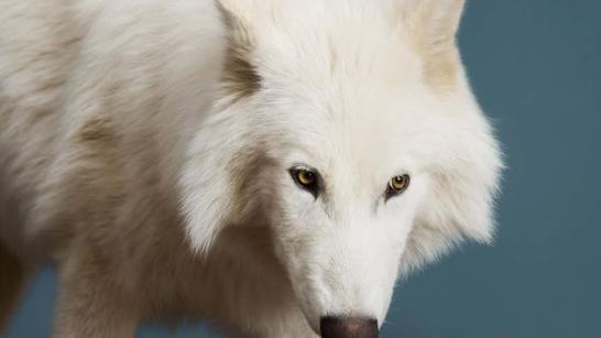 Reviven al lobo huargo de la Casa Stark, extinto hace 13,000 años ...