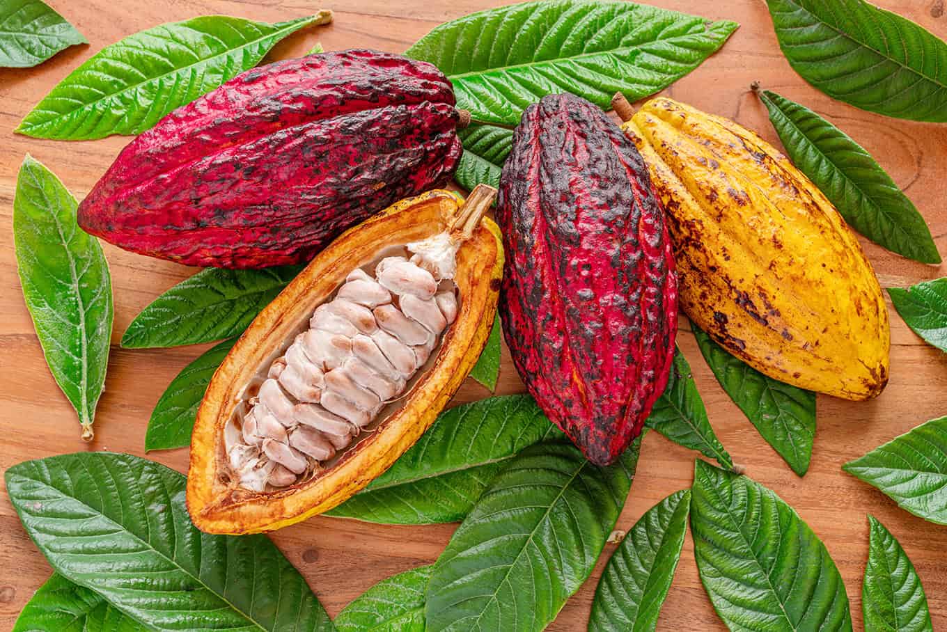 Llega por primera vez el Festival del Chocolate Dominicano - Diario Libre