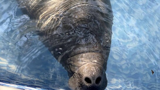 Costa Rica rescata manatí: un esfuerzo por salvar la especie - Diario Libre