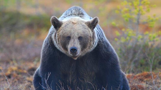 Tres osos salvajes muertos en Grecia en dos días - Diario Libre