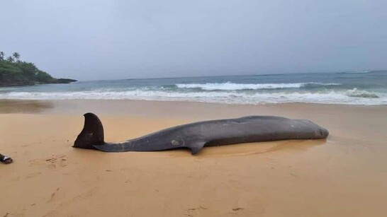 Hallan ballena picuda muerta en Río San Juan - Diario Libre