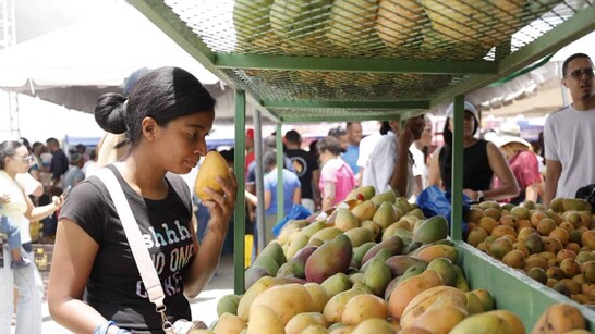 Baní, la capital del mango en República Dominicana - Diario Libre