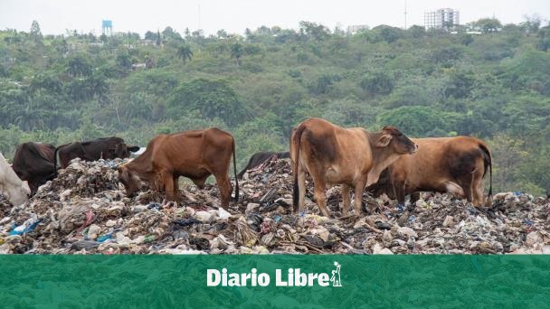 Las vacas desafían la humareda en Duquesa y revuelven la basura en ...