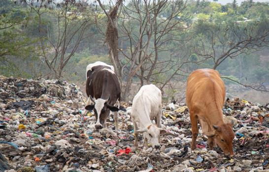 Las vacas desafían la humareda en Duquesa y revuelven la basura en ...