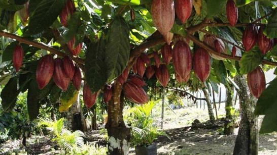 Impulsan Plan Estratégico De Producción Y Protección De Cacao Diario