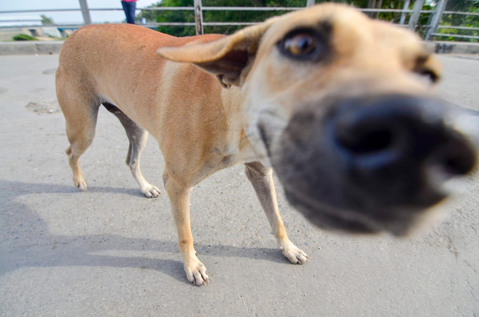 La perra Firulais “es la primera que da el frente cuando se origina un ...