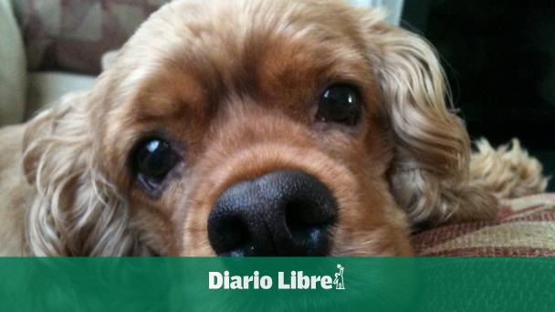 El perro no duerme... - Diario Libre