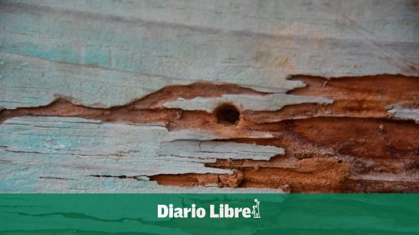 Muere mujer al ser impactada por una bala perdida en Santiago Oeste ...