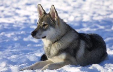 Cual Fue El Primer Perro Domesticado