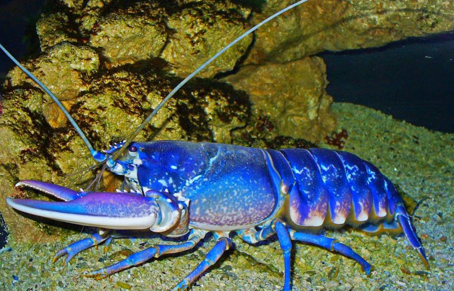 Descubren dos nuevas especies de crustáceos en México - Diario Libre