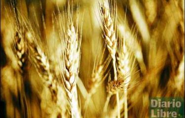 Triticale Cocido