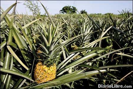 Globalgap certifica producción piña RD - Diario Libre