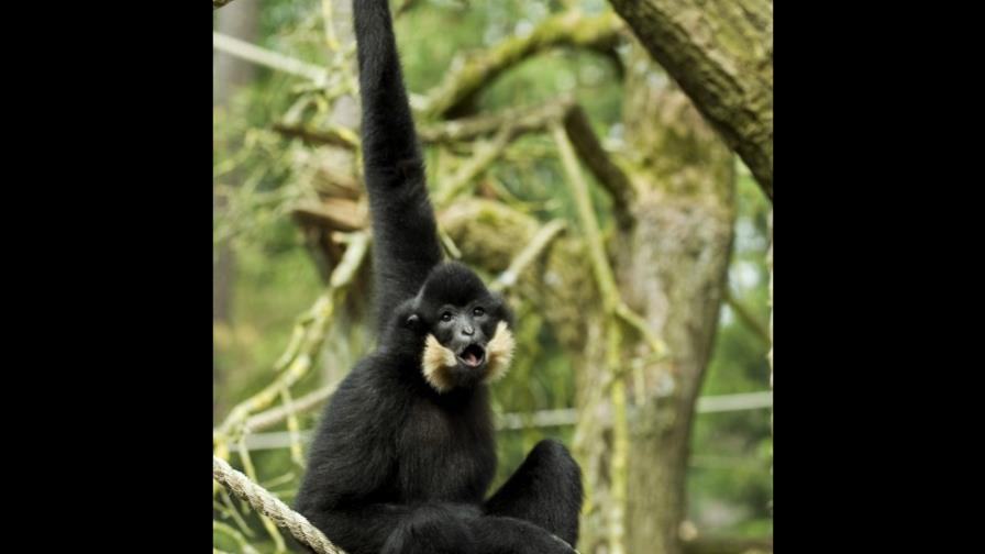 Tres de las seis especies de gibones de Vietnam al borde de la ...