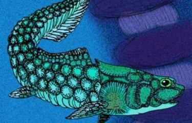 Imagenes De Peces Primitivos Venice El Hombre Pez
